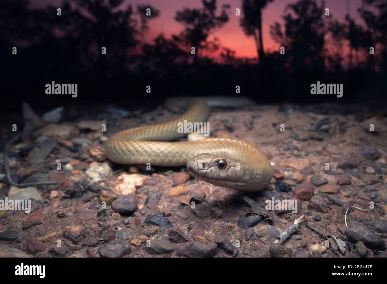 Mulga snake hi-res stock photography and images - Alamy