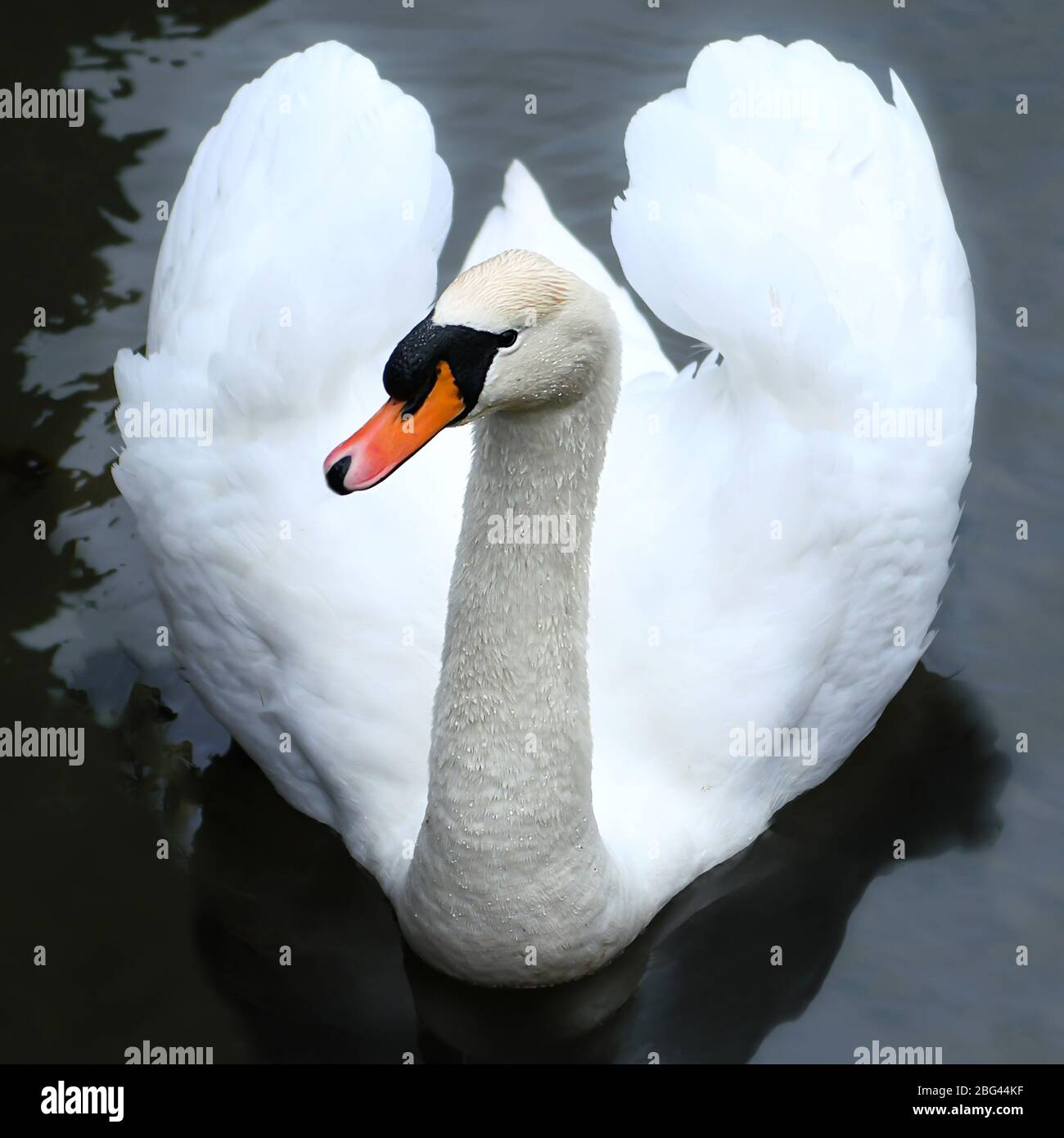 Swan face hi-res stock photography and images - Alamy