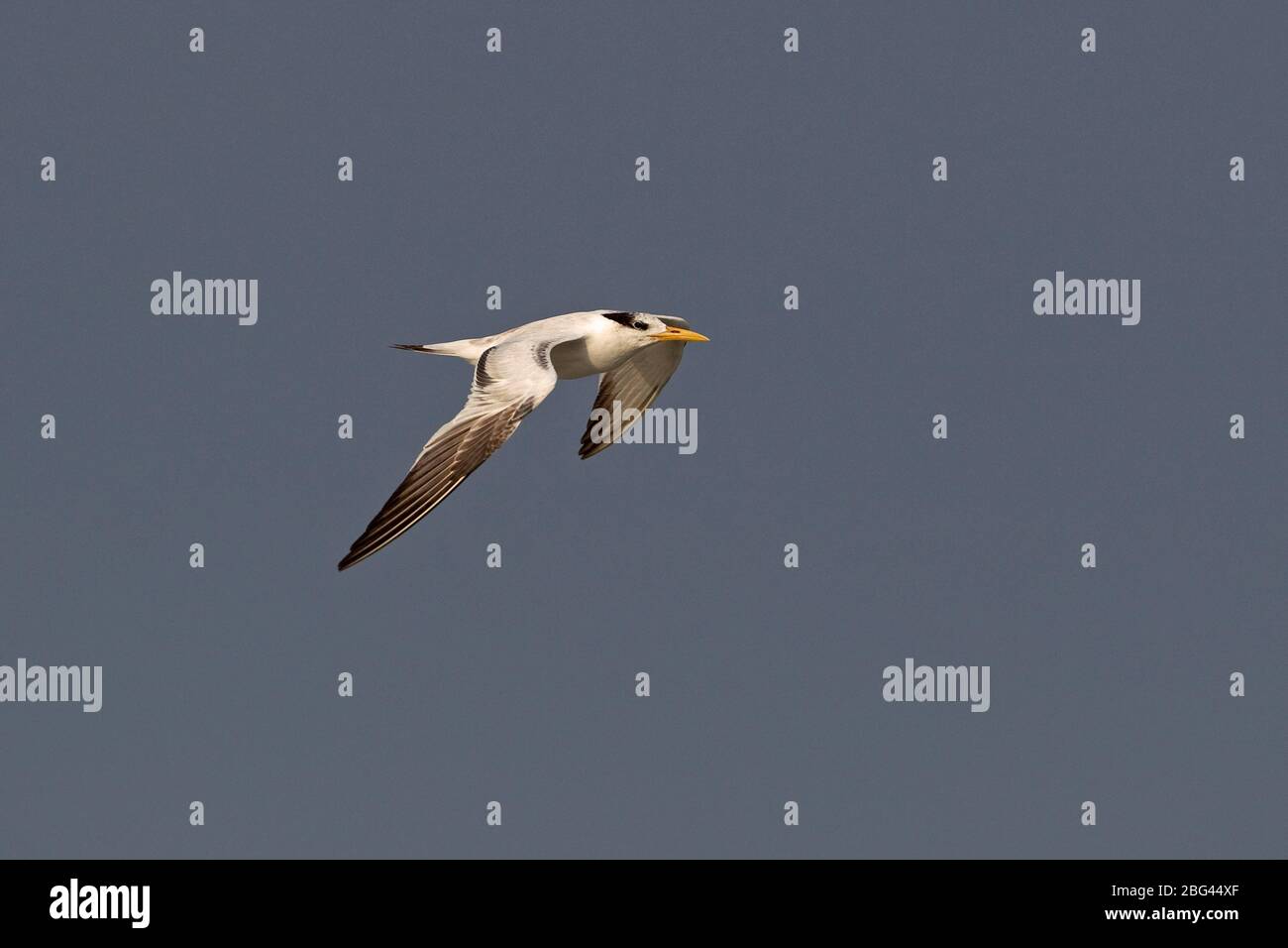 West African Crested Tern (Thalasseus albididorsalis Stock Photo - Alamy