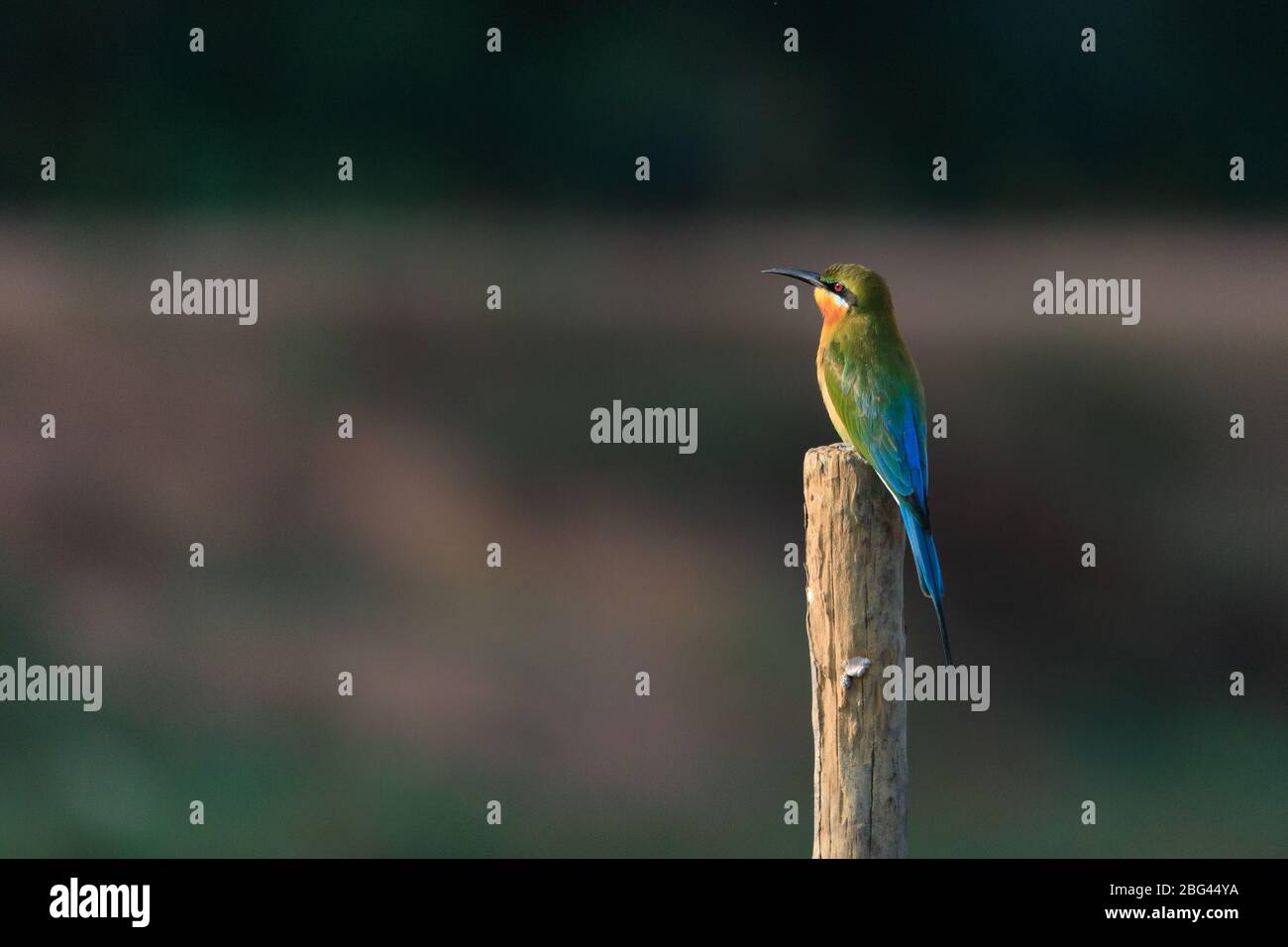 The blue-cheeked bee-eater (Merops persicus) is a near passerine bird ...