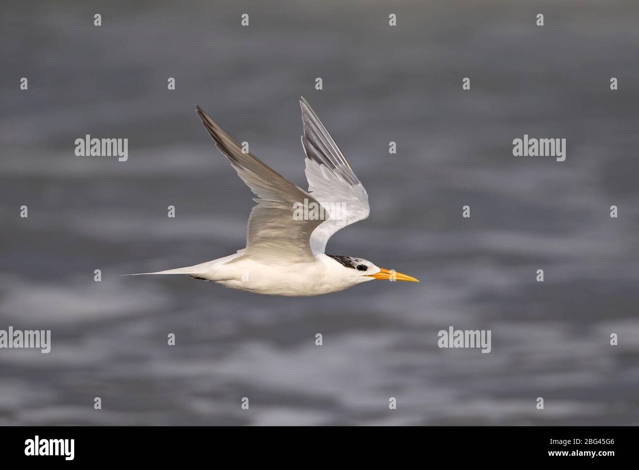 West African Crested Tern (Thalasseus albididorsalis Stock Photo - Alamy
