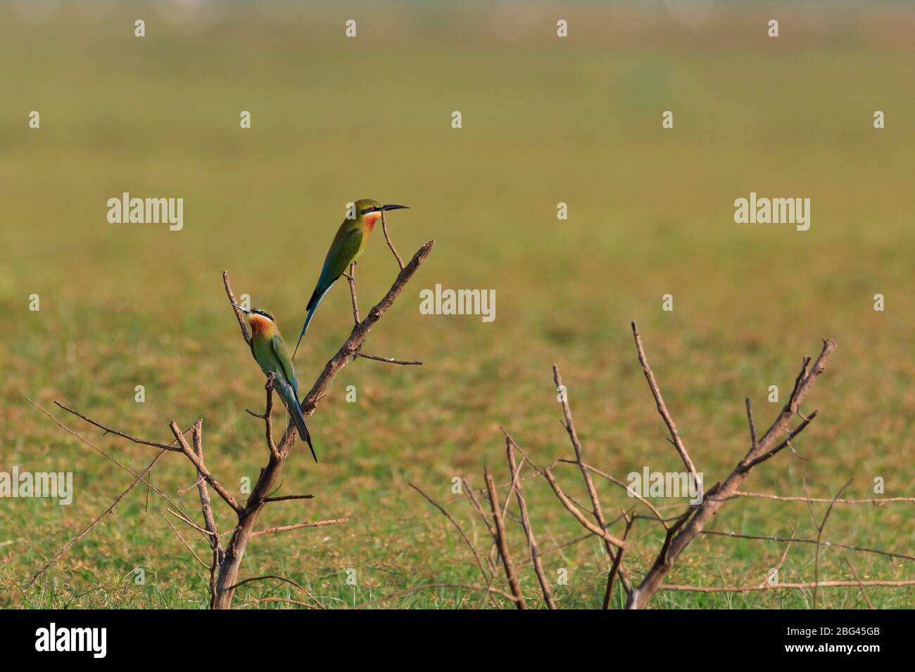 The blue-cheeked bee-eater (Merops persicus) is a near passerine bird ...