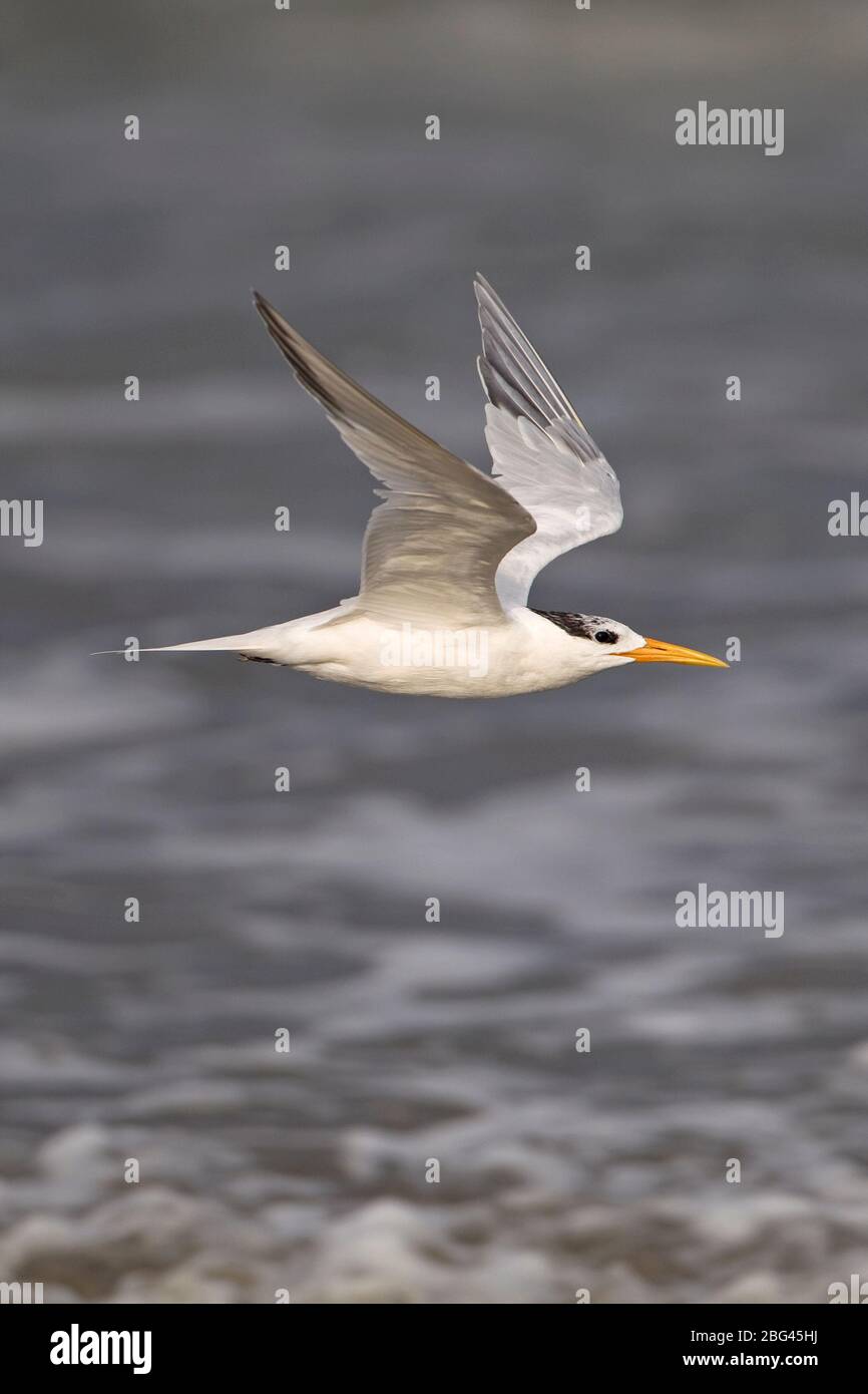West African Crested Tern (Thalasseus albididorsalis Stock Photo - Alamy