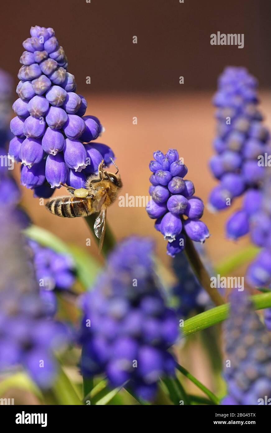 bee collects pollen from grape hyacinth flowers Stock Photo - Alamy