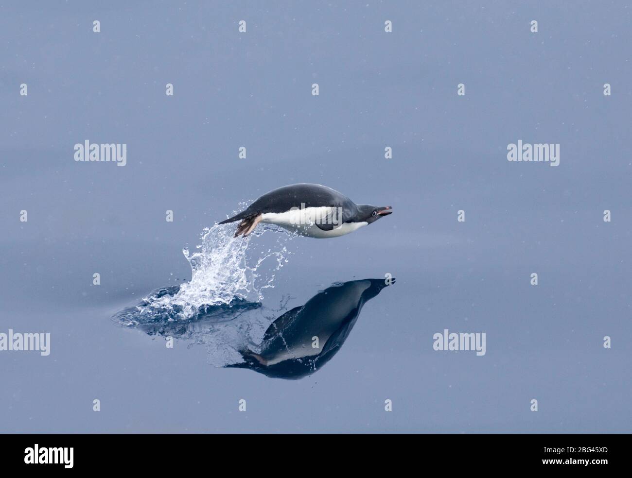 Antarctic antarctica penguin swim swimming porpoise porpoising l hi-res ...