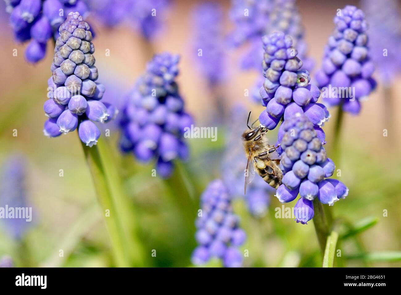 Bee hyacinth hi-res stock photography and images - Alamy