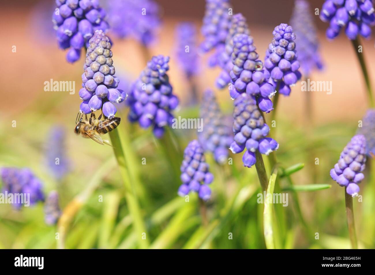 Bee hyacinth hi-res stock photography and images - Alamy