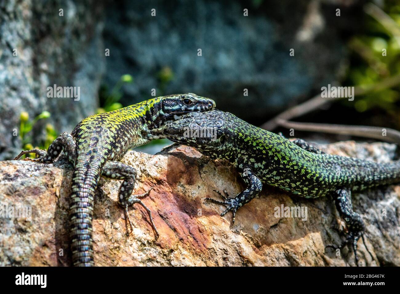 Two gecko lizards on a rock, Canada Stock Photo - Alamy