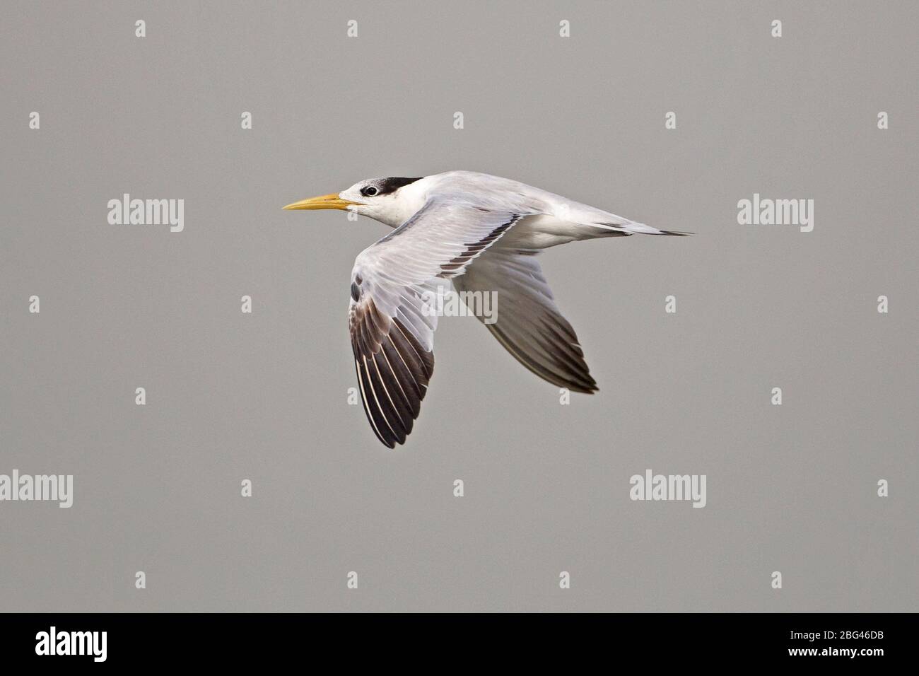 West African Crested Tern (Thalasseus albididorsalis Stock Photo - Alamy