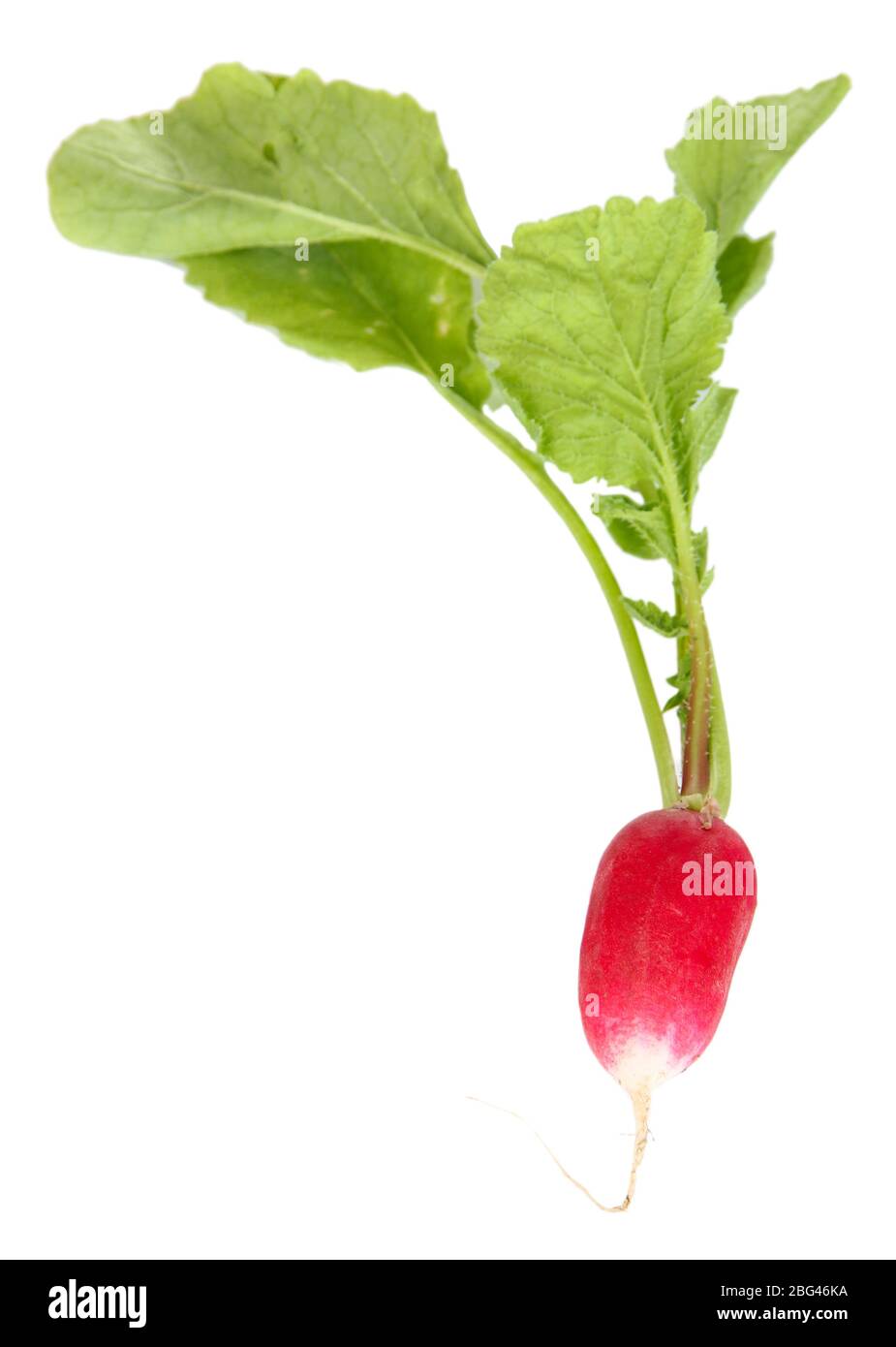 Small garden radish with leaves isolated on white Stock Photo - Alamy