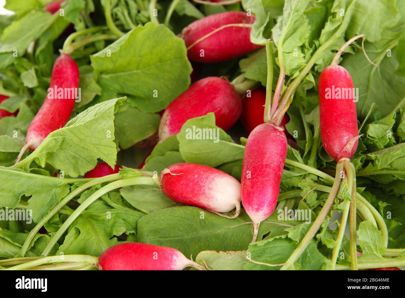 Small garden radish with leaves close up Stock Photo - Alamy