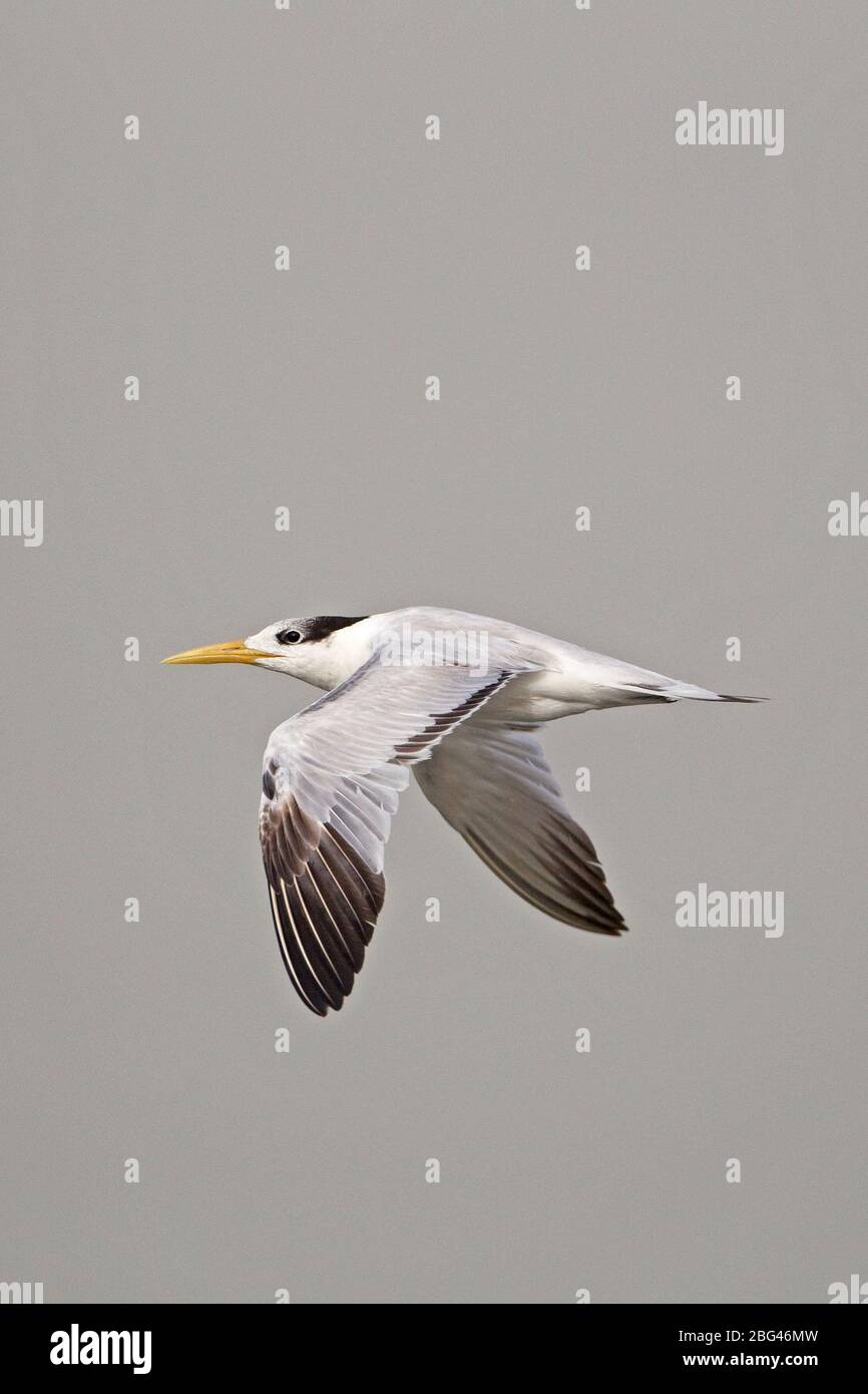 West African Crested Tern (Thalasseus albididorsalis Stock Photo - Alamy