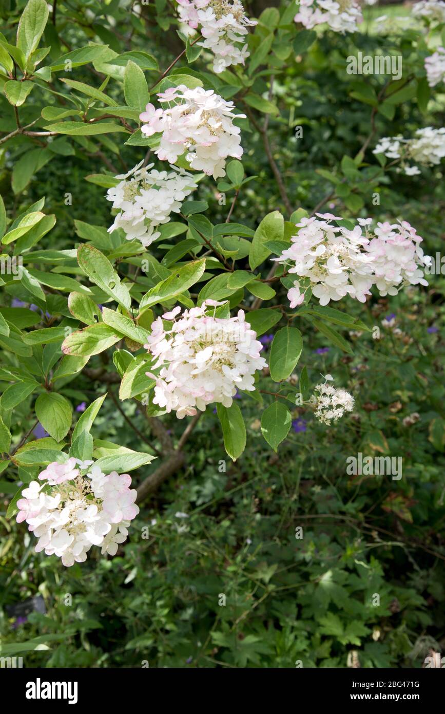 hydrangea paniculata unique Stock Photo - Alamy