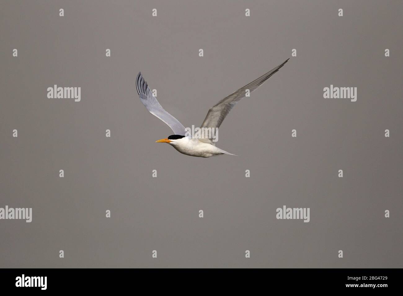 West African Crested Tern (Thalasseus albididorsalis Stock Photo - Alamy