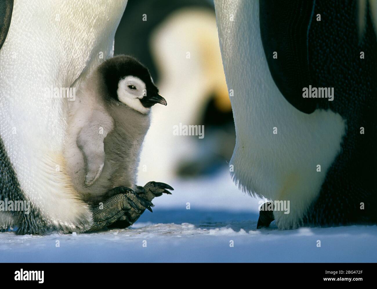 Emperor Penguin, Aptenodytes forsteri, brooding chick on feet, Dawson ...
