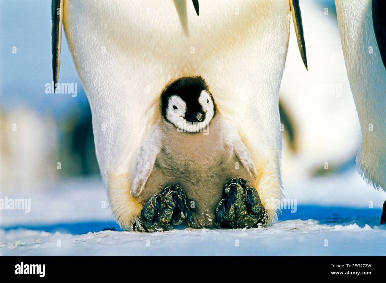 Dawson lambton hi-res stock photography and images - Alamy