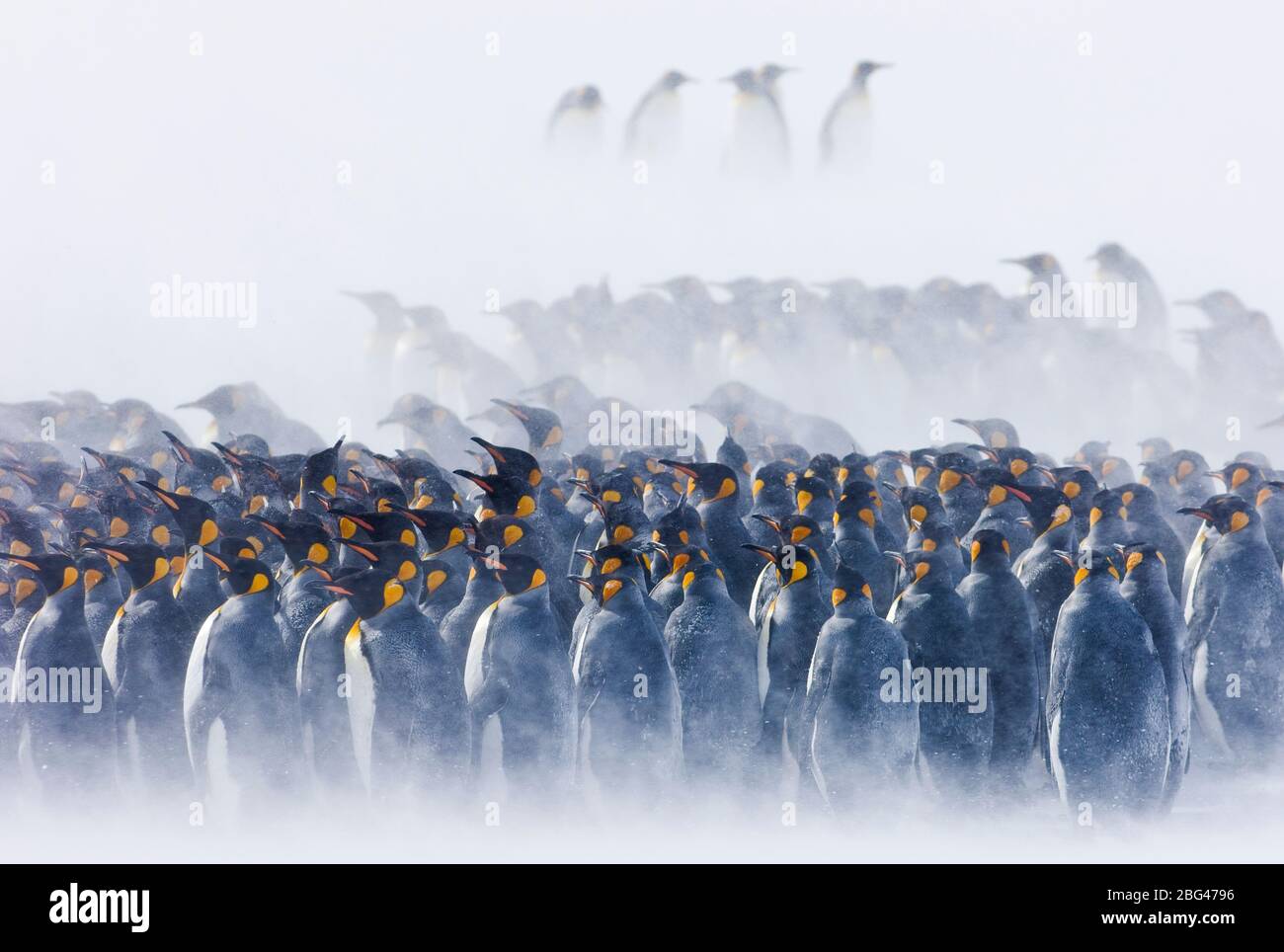 Group of penguins huddled together hi-res stock photography and images ...