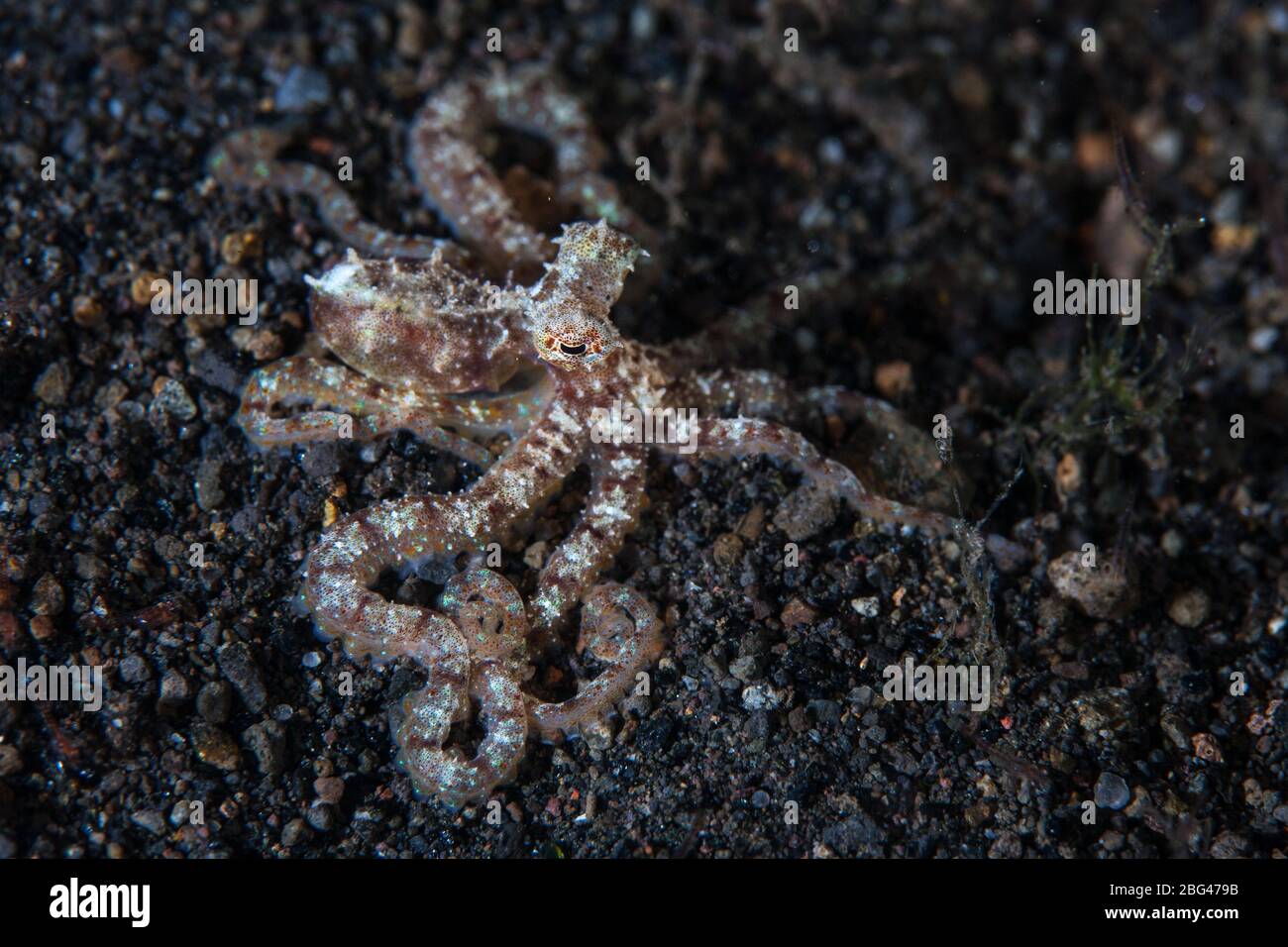 Long arm octopus hi-res stock photography and images - Alamy