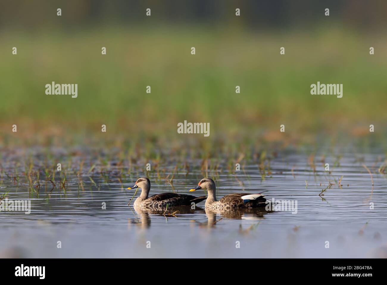 Wetland Birds royalty-free images Stock Photo - Alamy