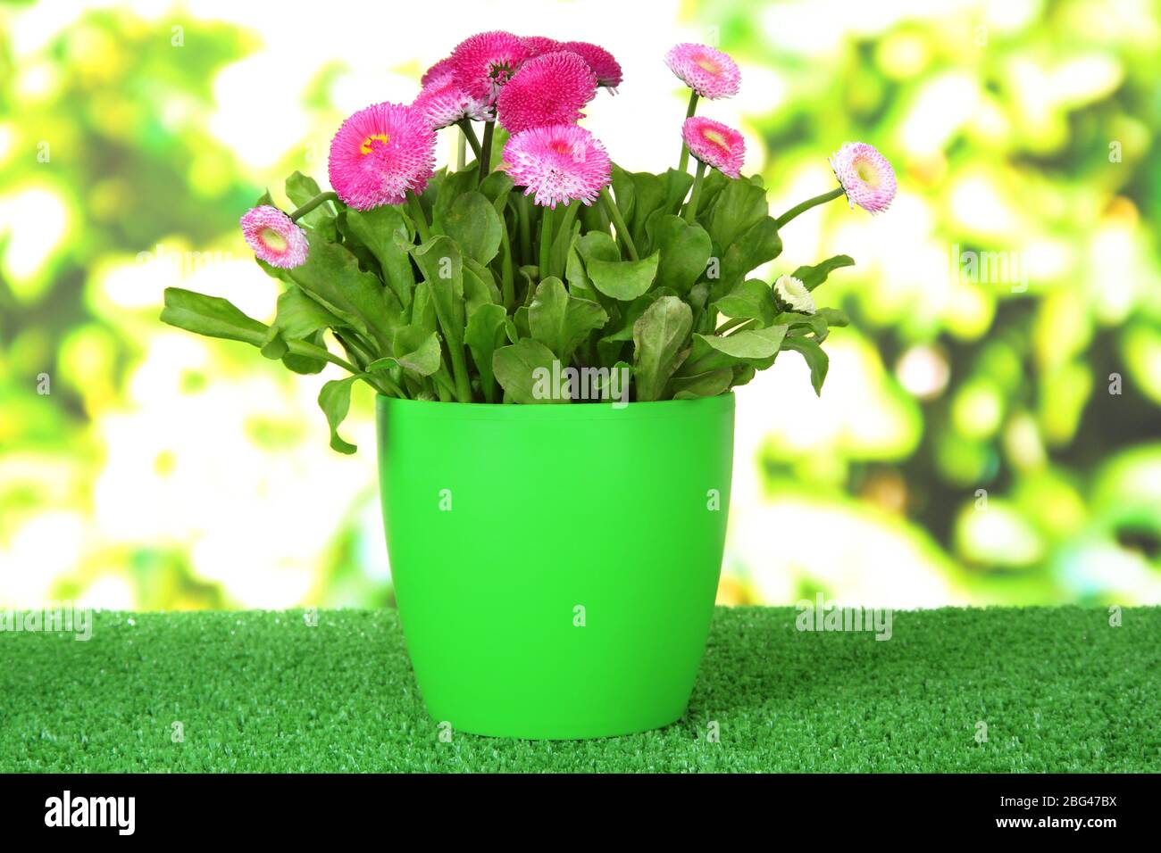 Daisy flowers on grass on bright background Stock Photo - Alamy