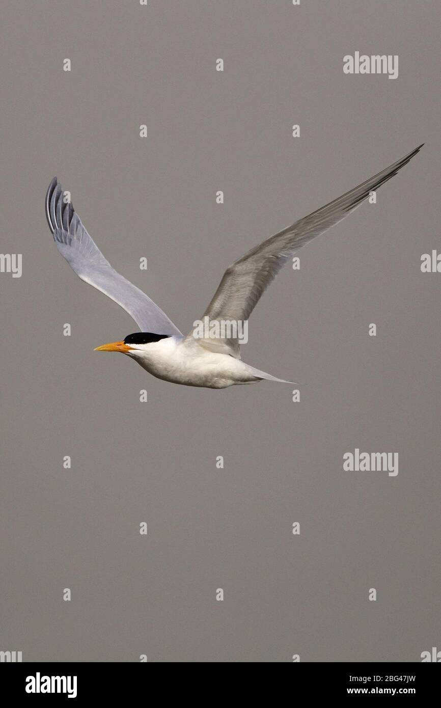 West African Crested Tern (Thalasseus albididorsalis Stock Photo - Alamy