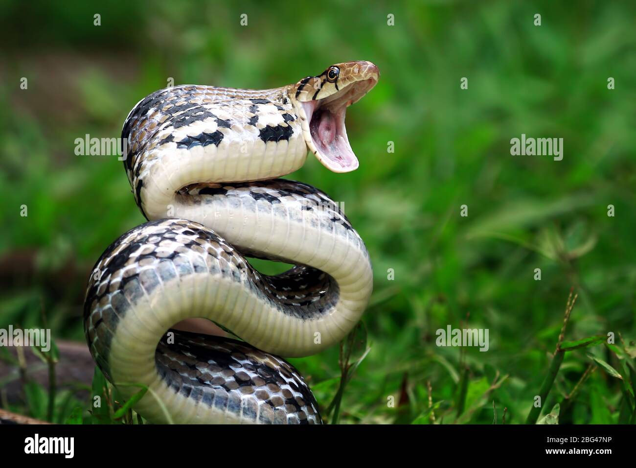 Copper headed Trinket Snake ready to strike, Indonesia Stock Photo - Alamy