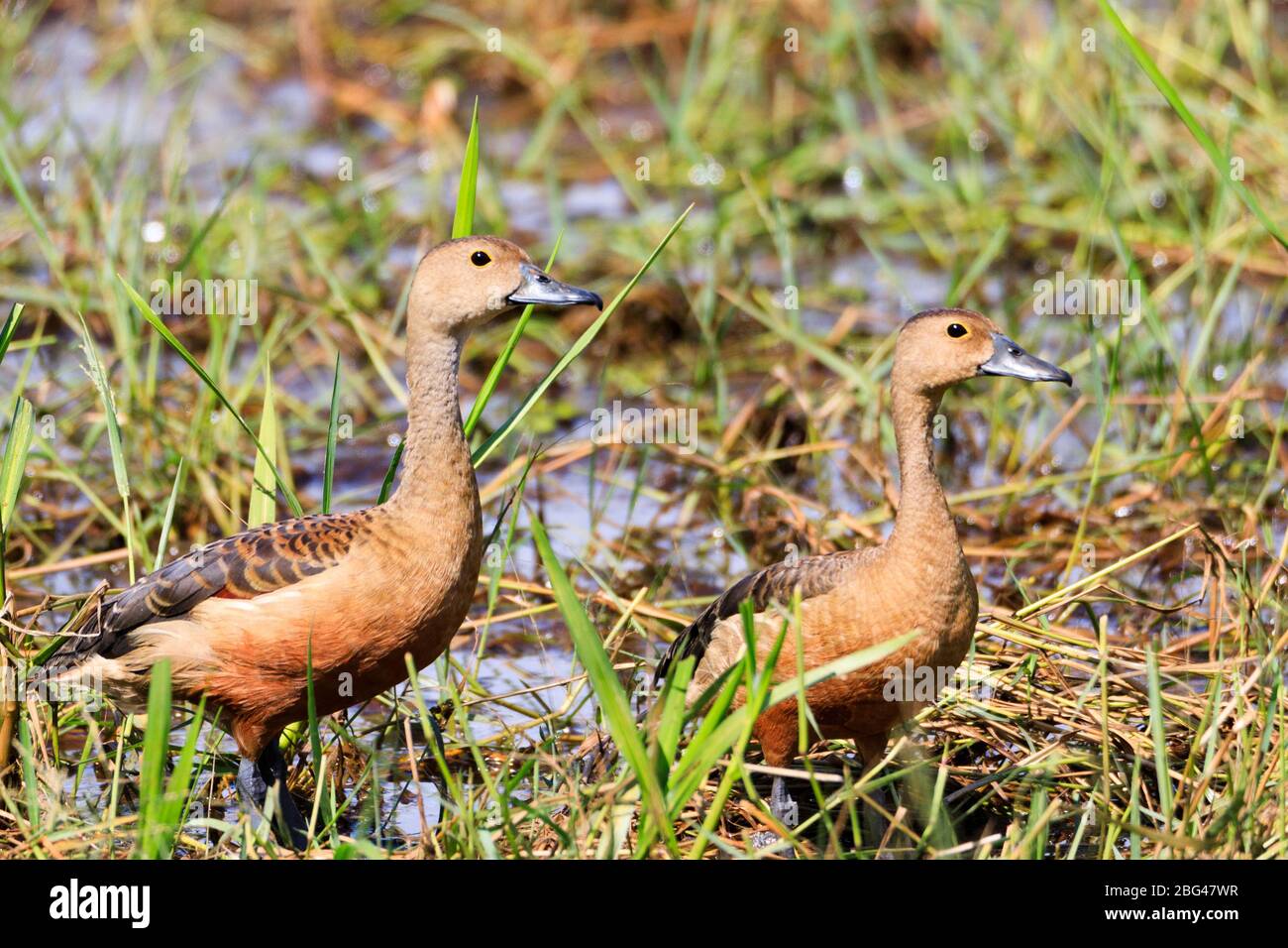 Wetland Birds royalty-free images Stock Photo - Alamy