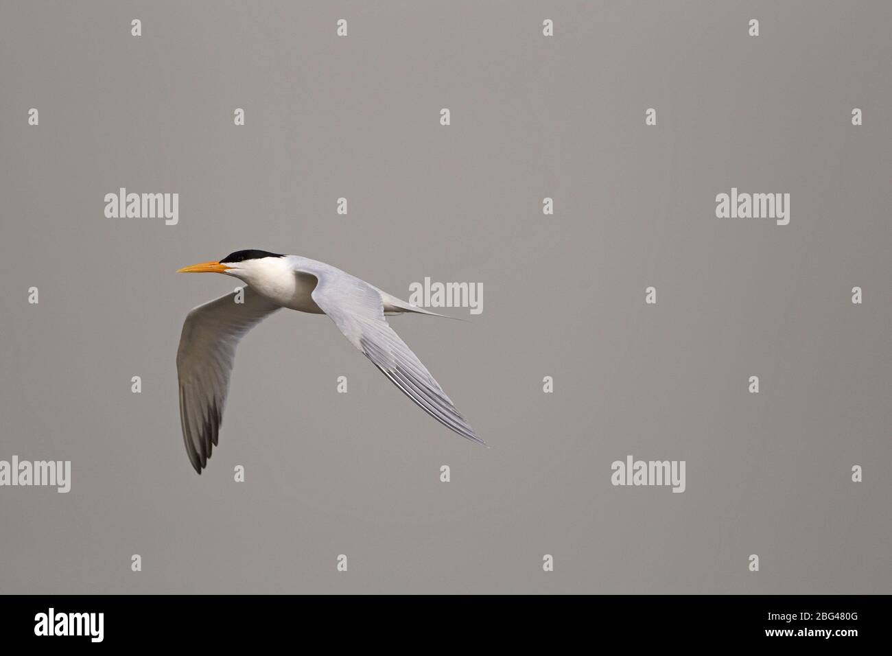 West African Crested Tern (Thalasseus albididorsalis Stock Photo - Alamy