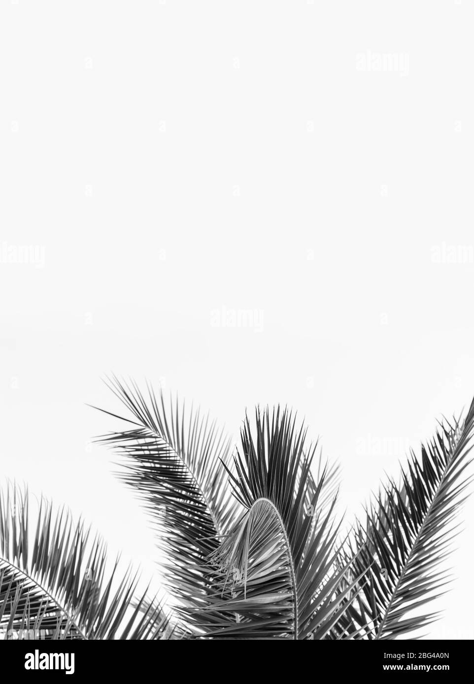 Abstract exotic background for your website, banners, cards, etc Stock ...