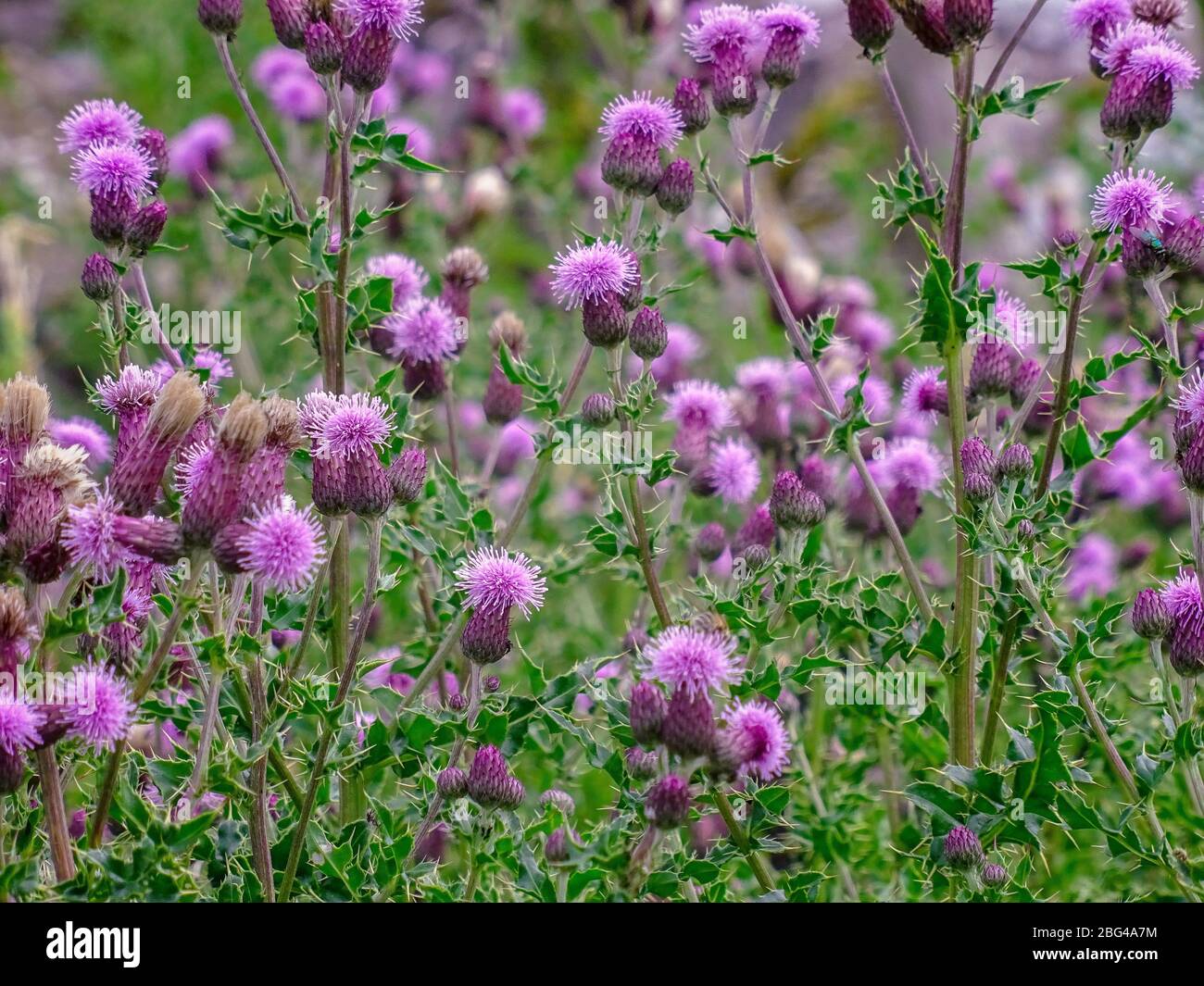 A group of thistle in grow wild in fields and meadow land near Malham ...