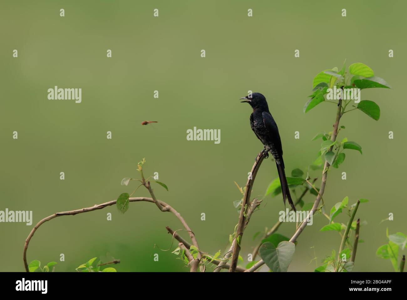 Black Drongo, Dicrurus macrocercus, Kerala, India, Asia Stock Photo - Alamy