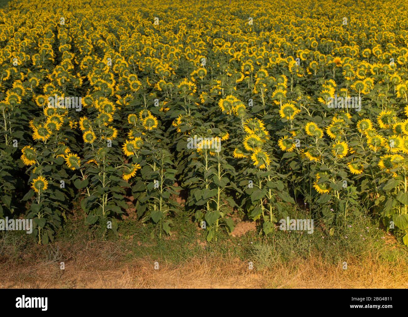Sunflower field landscape , field of blooming sunflowers as natural ...