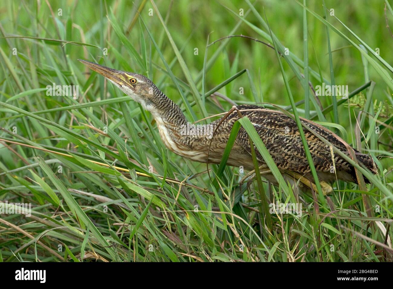 Pinnated Bittern (Botaurus pinnatus Stock Photo - Alamy