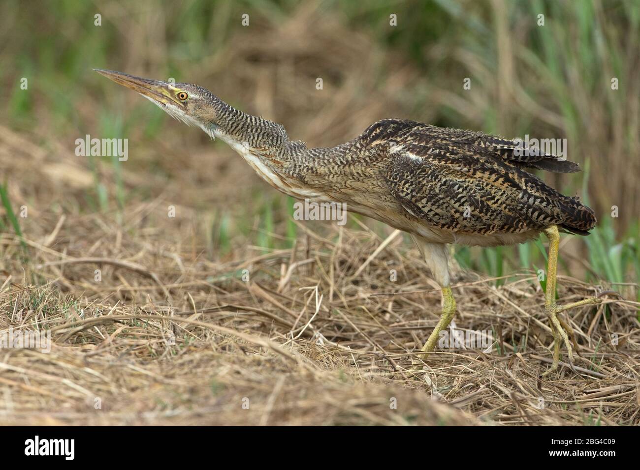 Pinnated bittern botaurus pinnatus hi-res stock photography and images ...