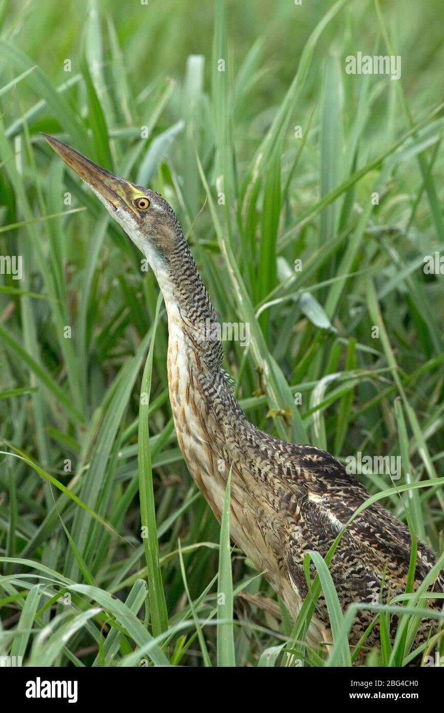 South american bitterns hi-res stock photography and images - Alamy