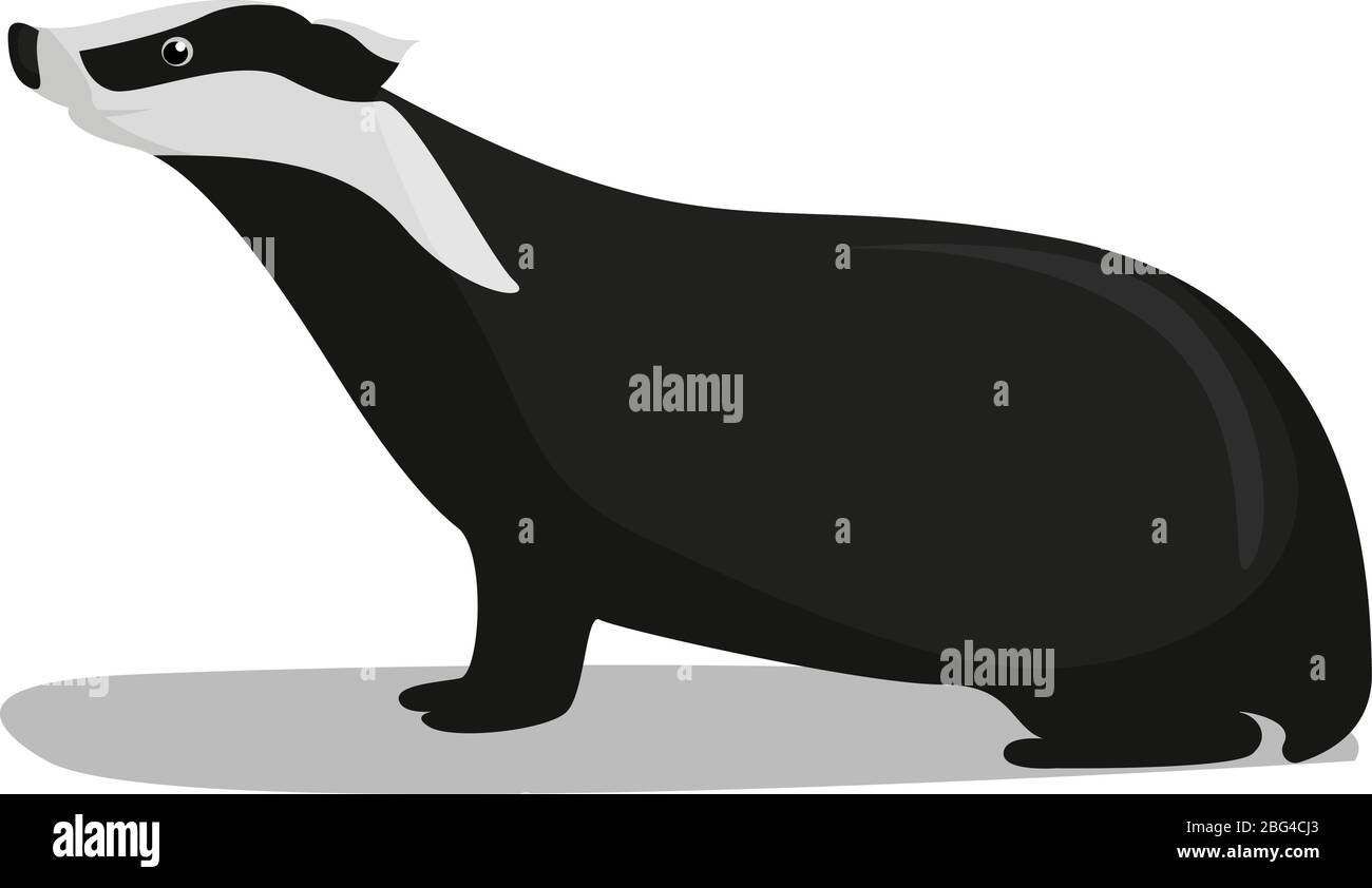 European badger, illustration, vector on white background Stock Vector ...