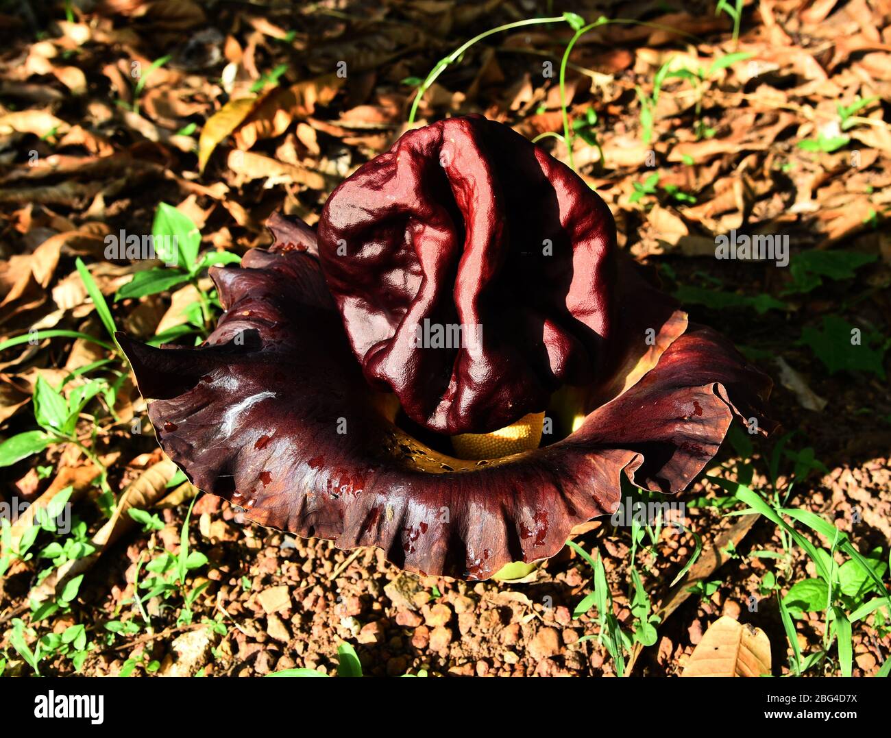 elephant yam flower Stock Photo - Alamy