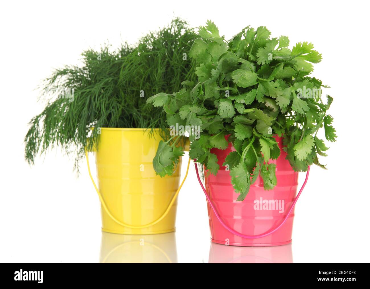 Useful herbs in pails isolated on white Stock Photo - Alamy