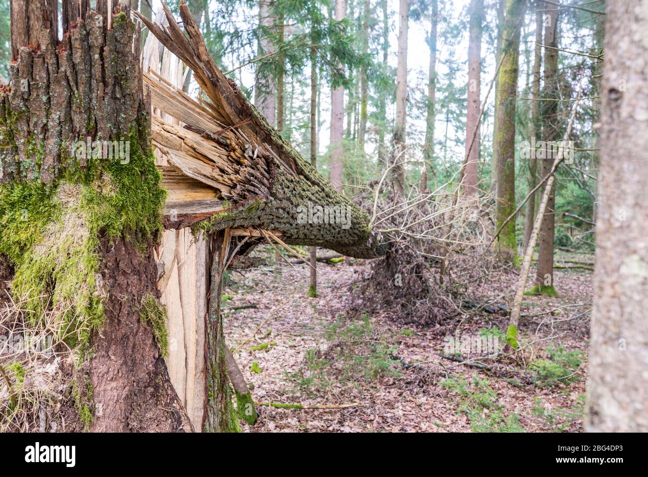 Remnants Of A Tree High Resolution Stock Photography and Images - Alamy
