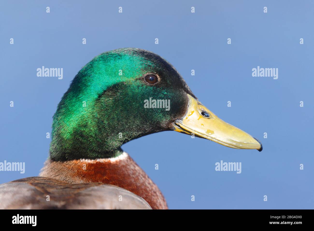 A close up of a Male Mallard Stock Photo - Alamy