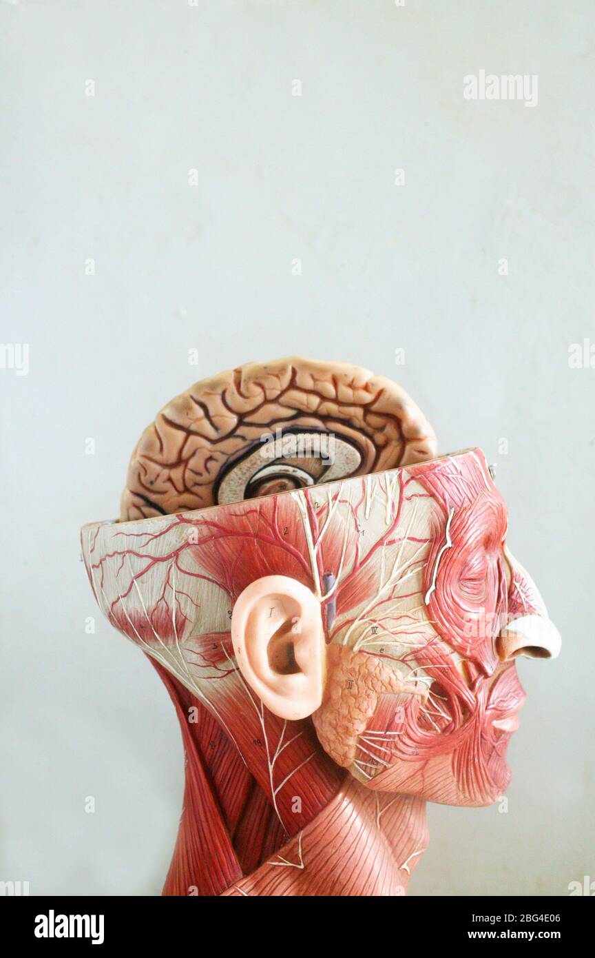 An anatomical model of the head. The top half of the head is sliced ...