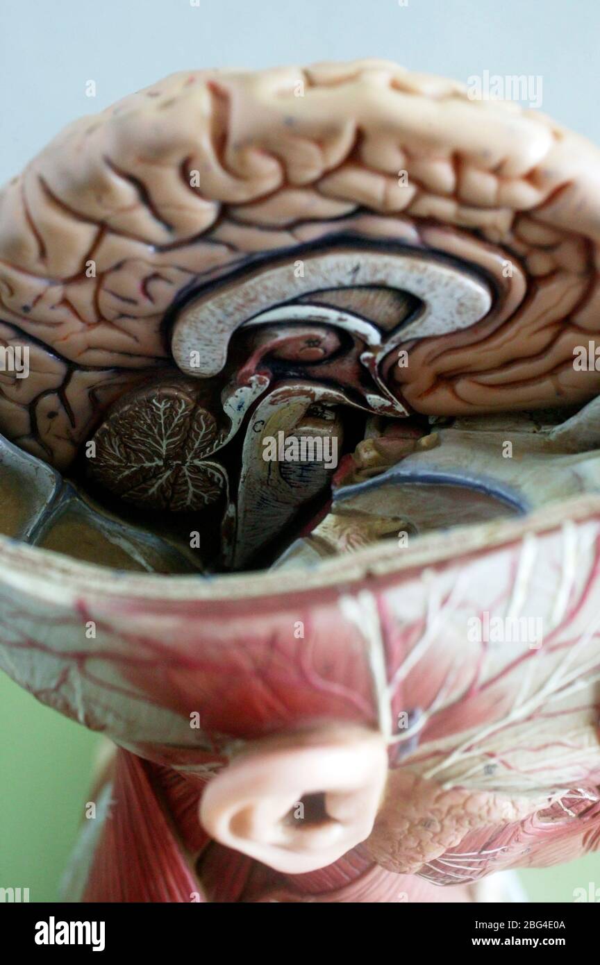 An anatomical model of the head. The top half of the head is sliced ...