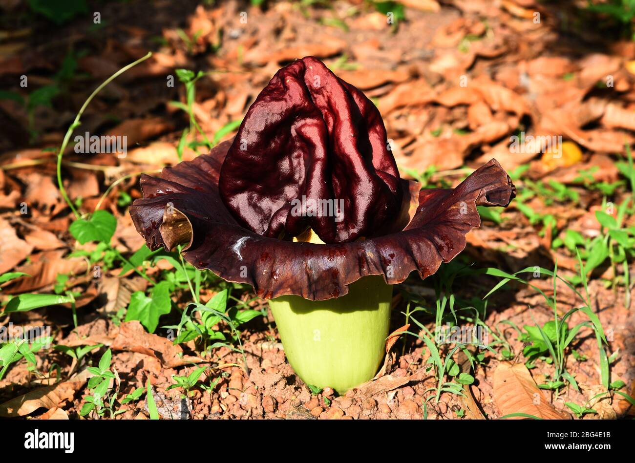 Yam flower hi-res stock photography and images - Alamy