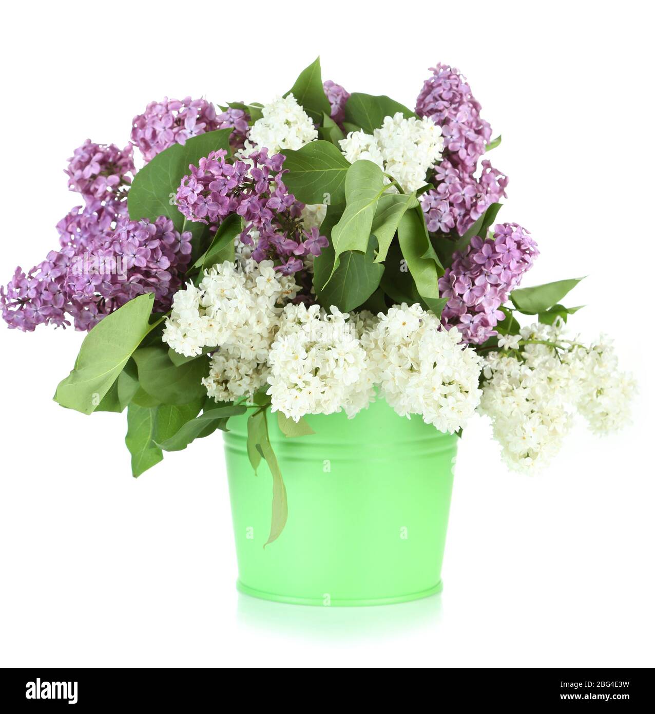 Beautiful lilac flowers in bucket, isolated on white Stock Photo - Alamy
