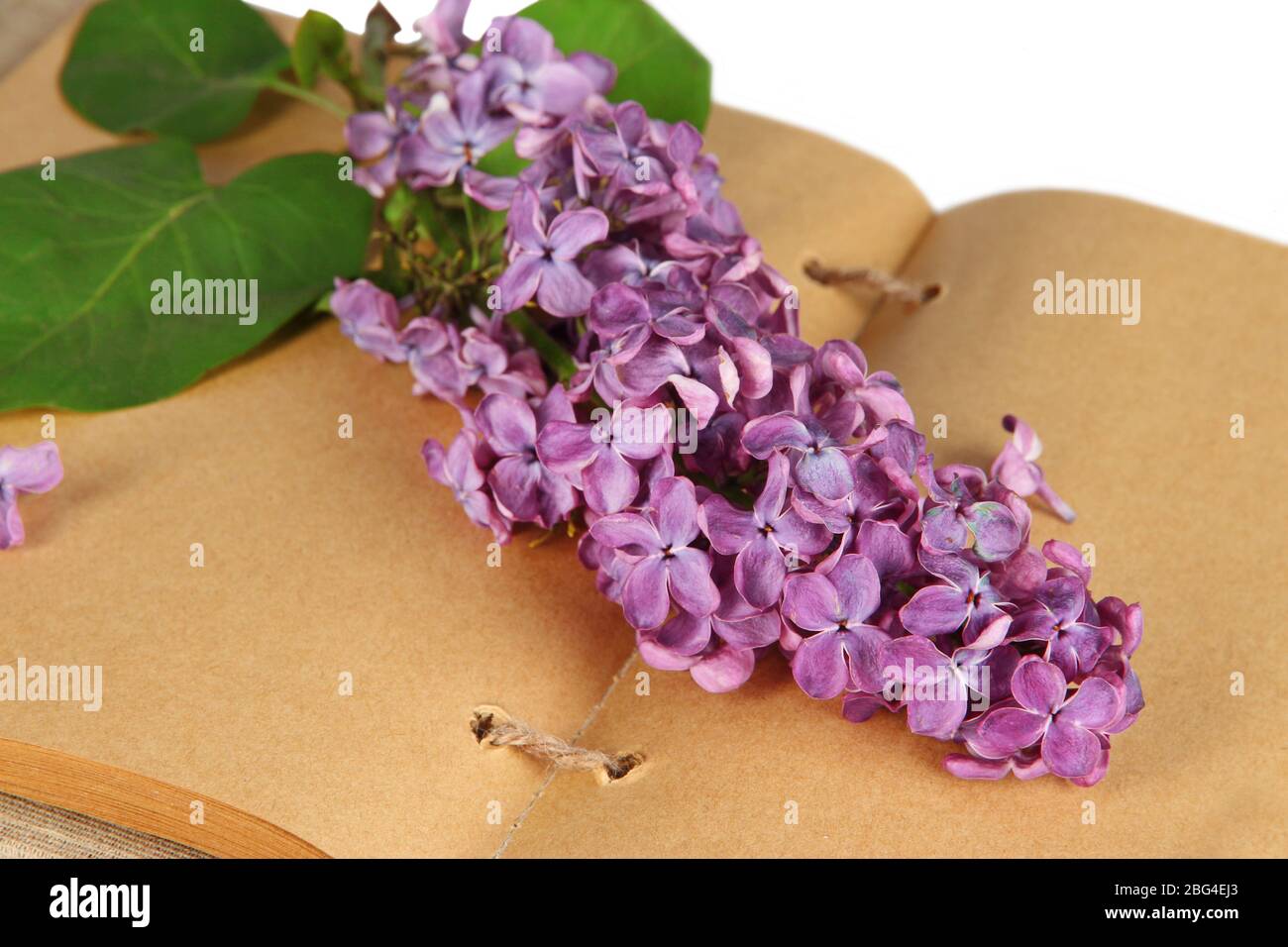 Lilacs branch on book on white fabric background Stock Photo - Alamy