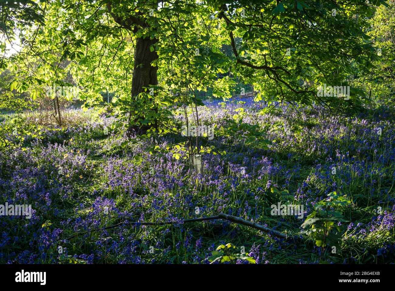Dappled light tree hi-res stock photography and images - Alamy
