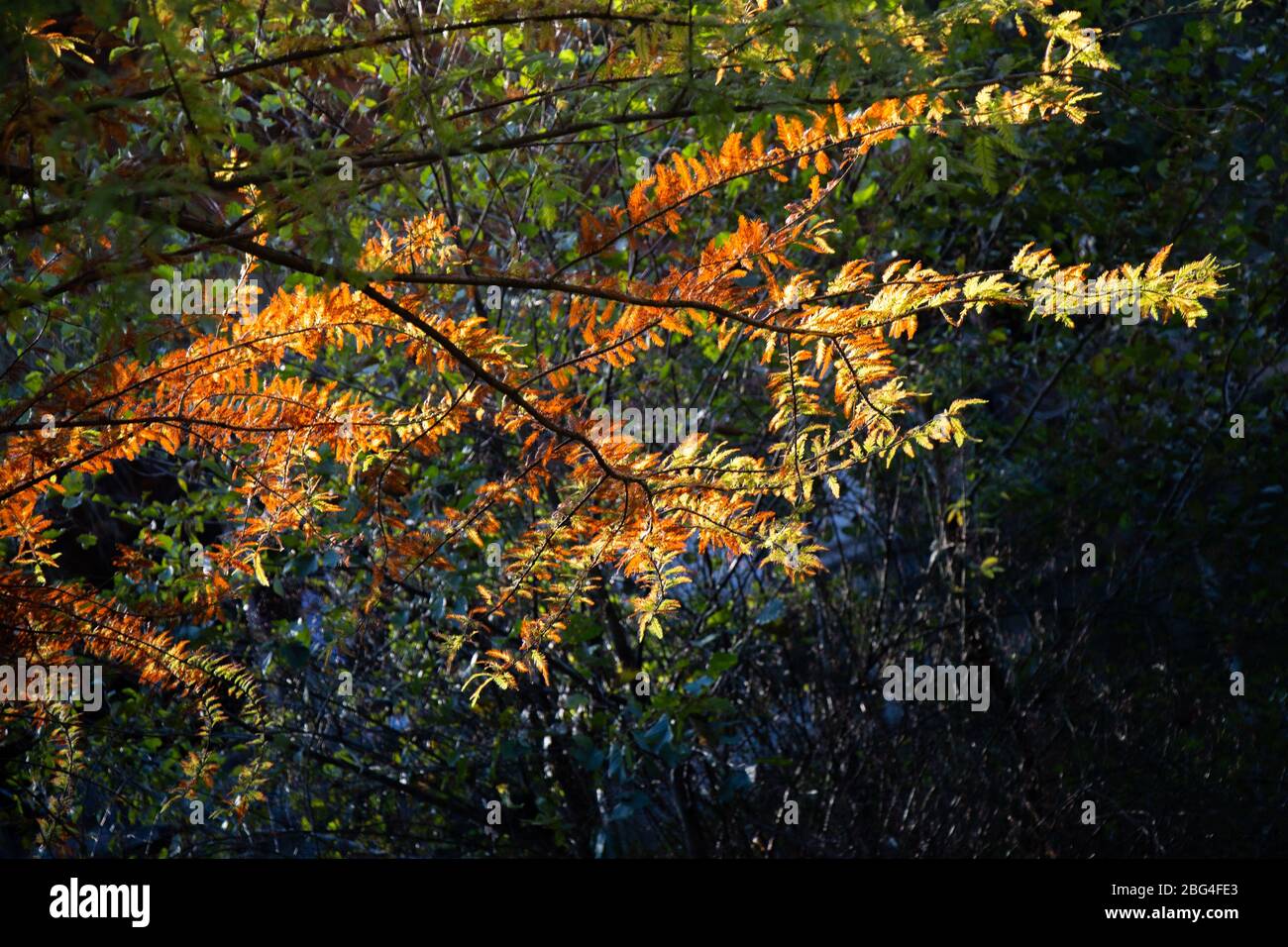 Autumn tree leaves texture background. leaf background texture Stock ...