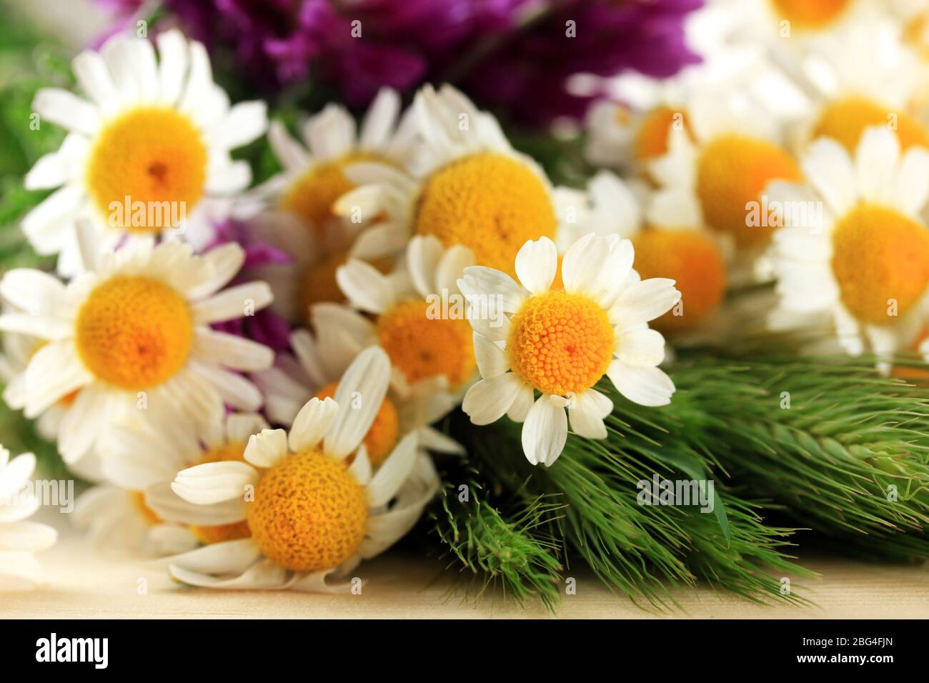 Purple spikelets hi-res stock photography and images - Alamy