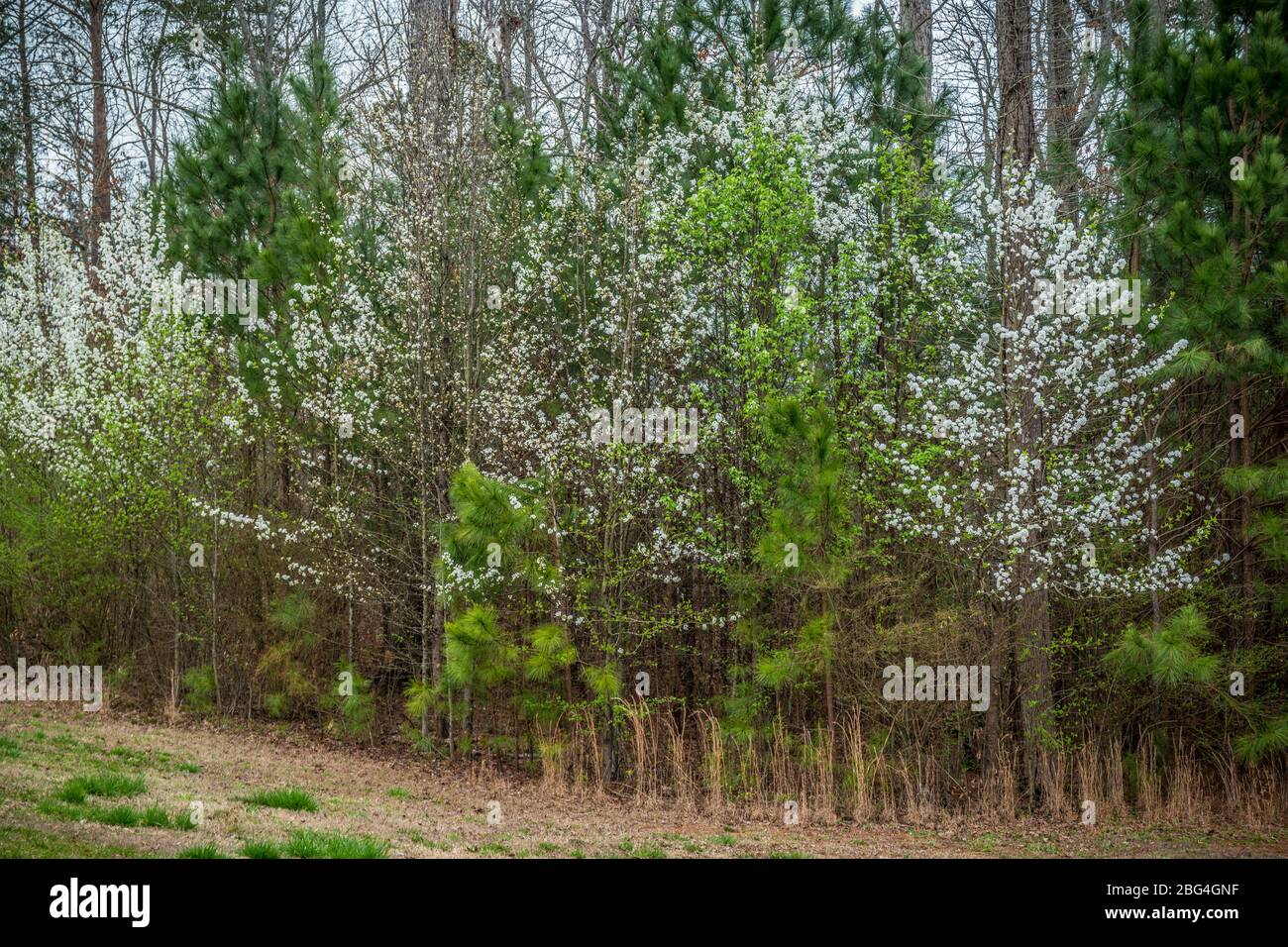 A cluster of white flowering trees mixed among other trees budding in ...