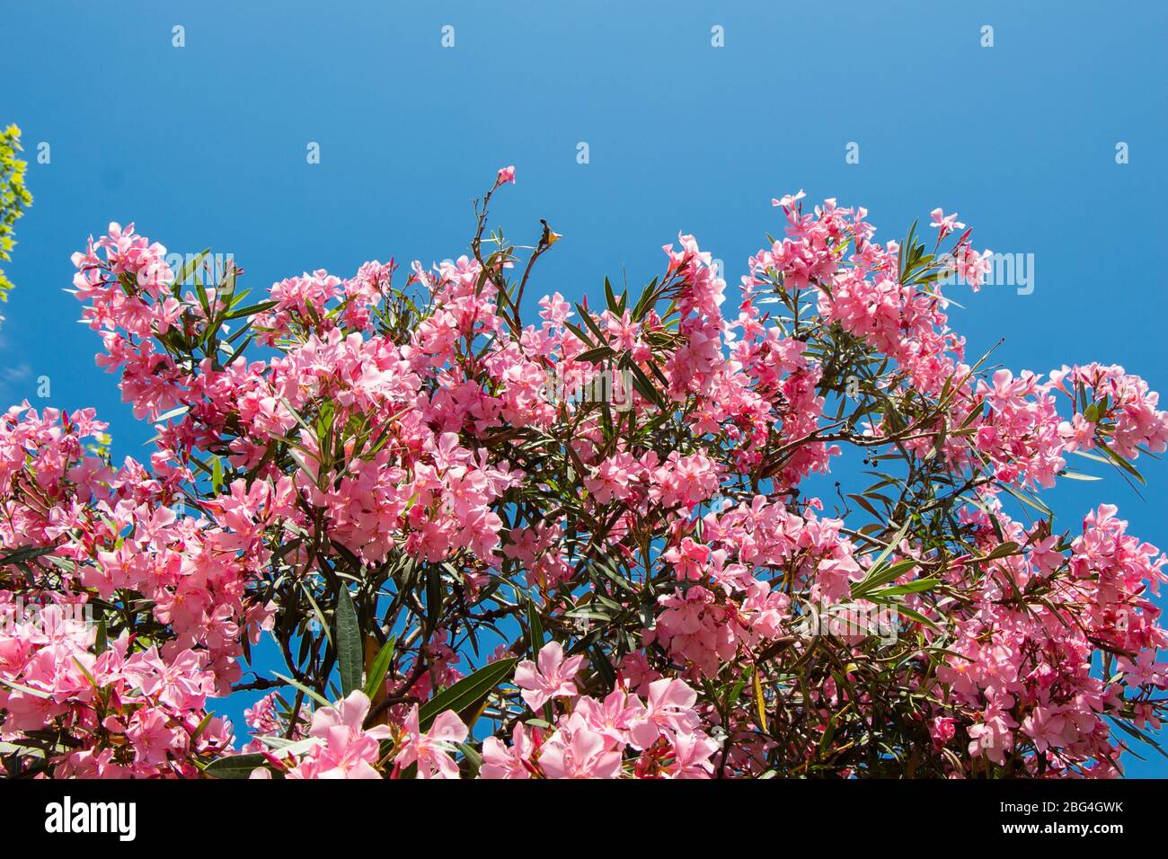 Branches of oleander tree ( Nerium oleander ) with pink flowers against ...